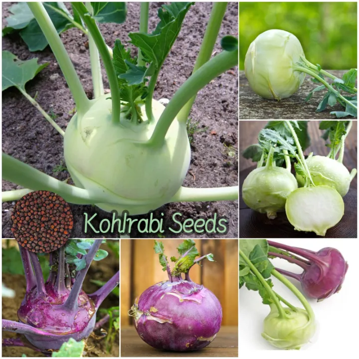 [Easy to grow in the Philippines] 150pcs Green Kohlrabi Seed Purple ...
