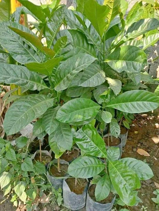 kapeng barako hybrid/ coffee liberica seedlings | Lazada PH