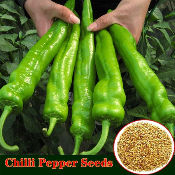 20pcs Long Bell Pepper Organic Vegetable Plants Big Sweet Pepper for ...