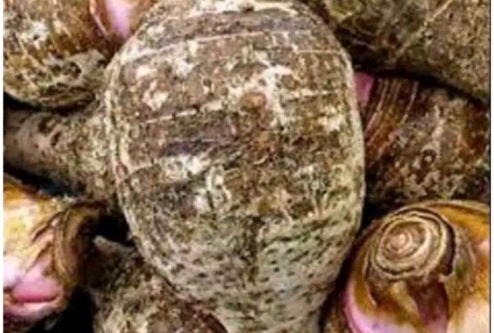 Umbi talas ungu /talas kimpul pilihan berkualitas 1kg | Lazada Indonesia