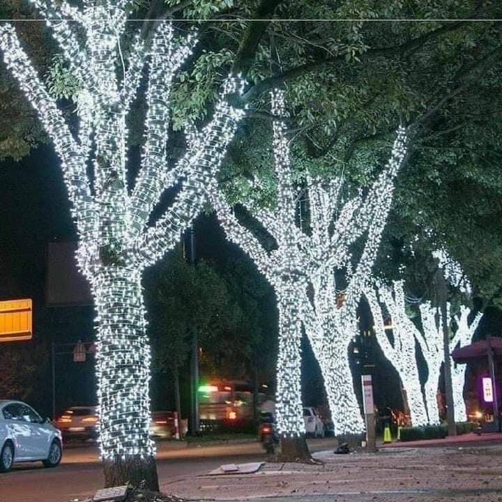 Dây led F5 -12v, dây led đúc cuộn dài 3m - 50 bóng trang trí cuốn cây ...