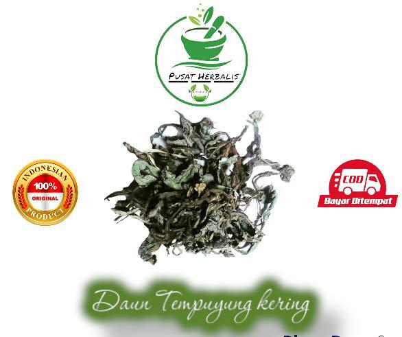 Daun tempuyung kering 1kg - Sonchus Arvensis | Lazada Indonesia
