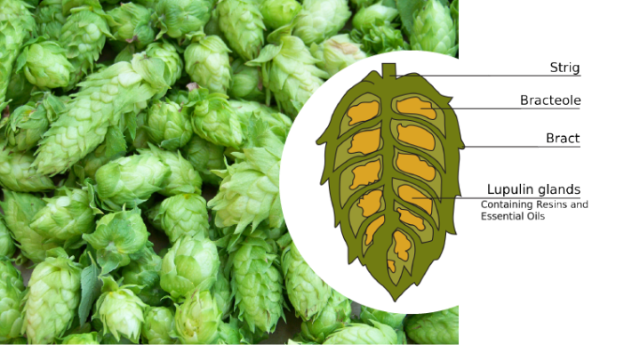 ต้น Hops สายพันธุ์ Zeus | Lazada.co.th