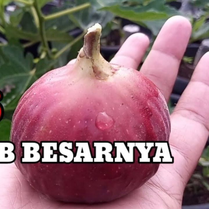 ต้นมะเดื่อฝรั่ง Figs Fruit Plant ต้นฟิกส์ สายพันธุ์ japan BTM6 ต้นกล้า รากแน่นๆ พร้อมให้ผลไม่ ...