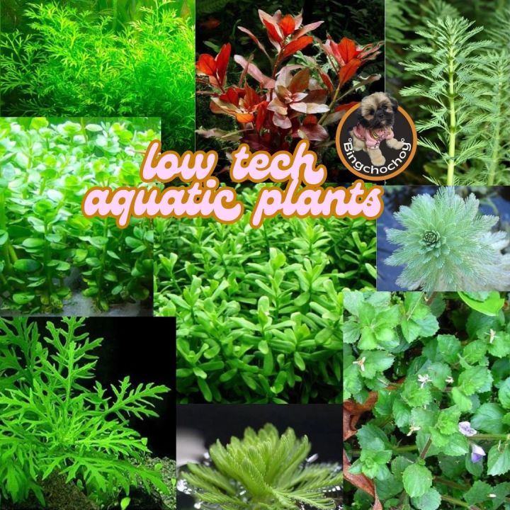 Low tech Aquatic plants Common Aquatic Plants ( 10 stems ) | Lazada PH