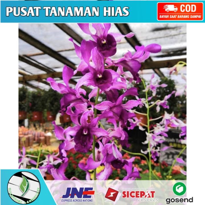Seedling anggrek dendrobium kim bora-tanaman hidup-bunga hidup murah ...