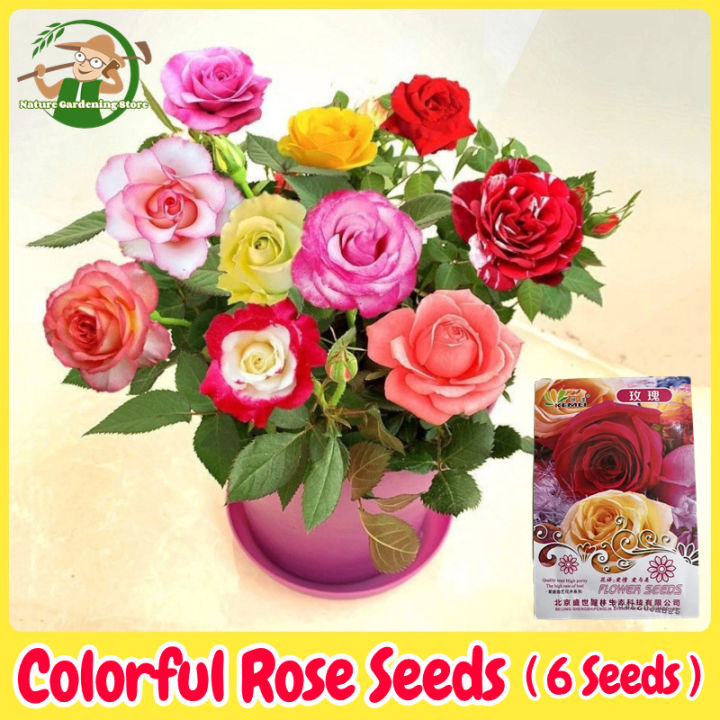 100% Legit Rare Colorful Rose Seeds Flower Seeds for Planting ...