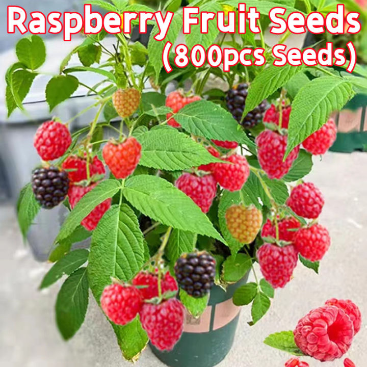 [Top Sold] 100% Fresh 800pcs Sweet Raspberry Fruit Seeds for Sale Biji ...