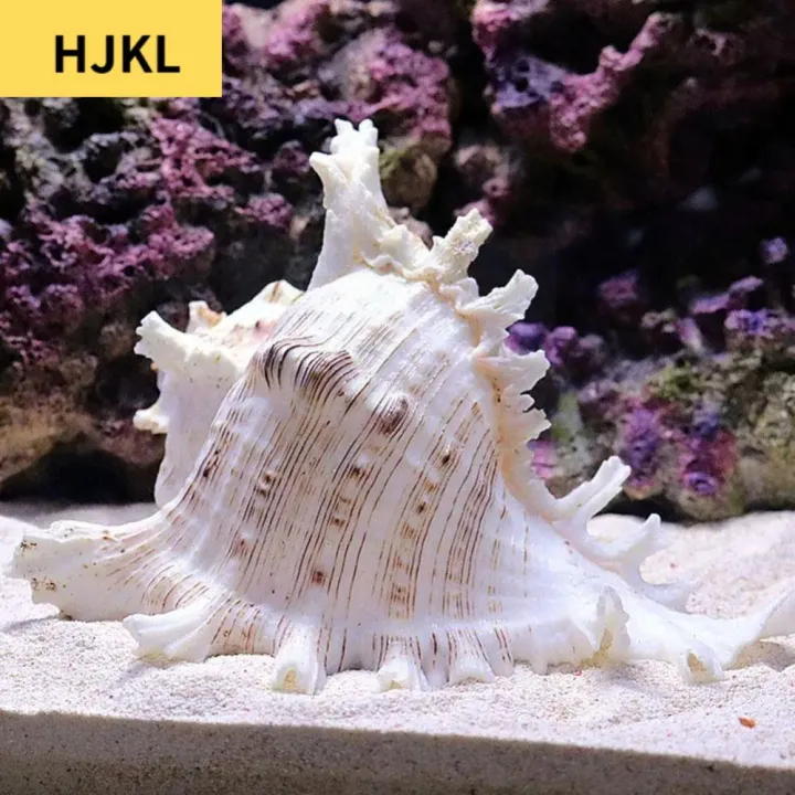 HJKL Large Natural Large Conch Shell DIY 10-16cm Fish Tank Decor Shell ...