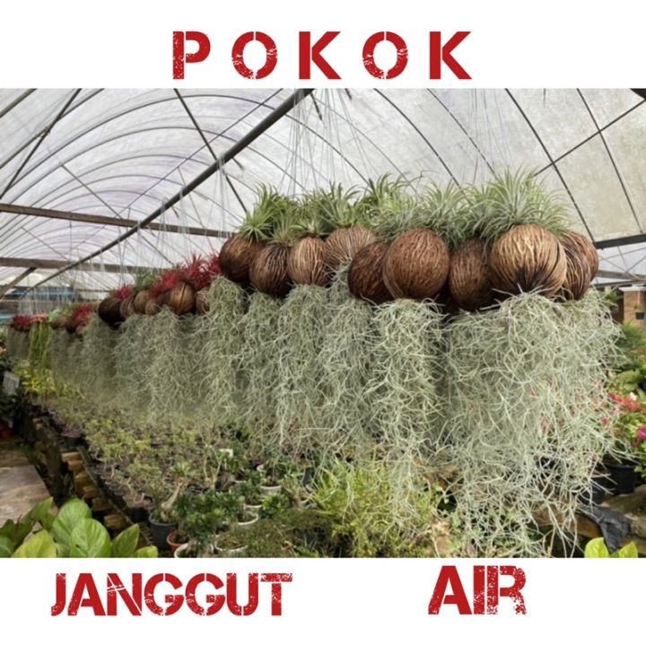Pokok janggut air live plant / janggut air plant / merah / putih ...