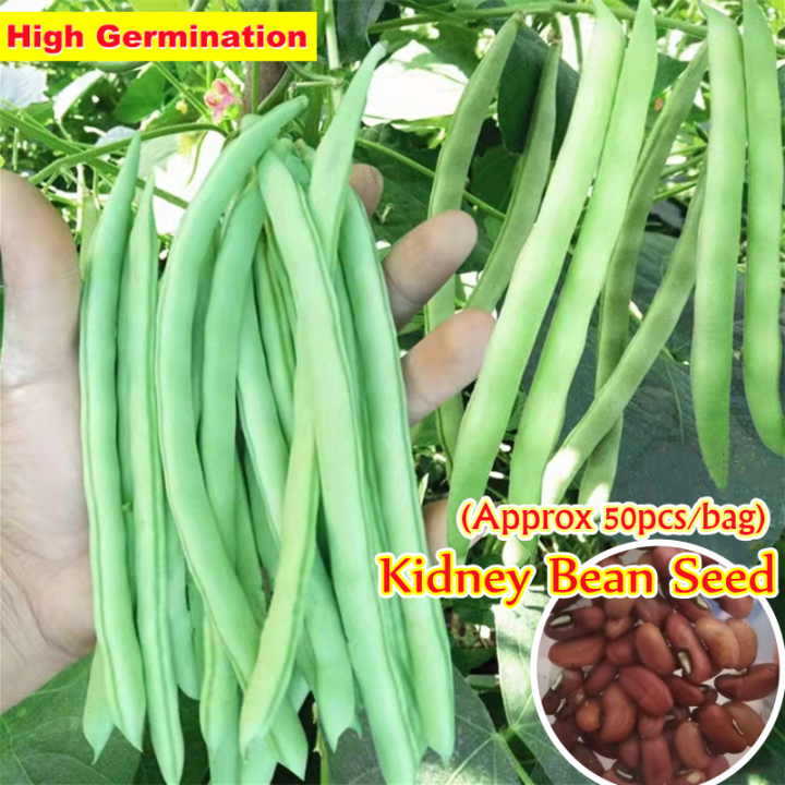 [Fast Shipping] Red Kidney Beans Seeds for Planting Vegetables (50 ...