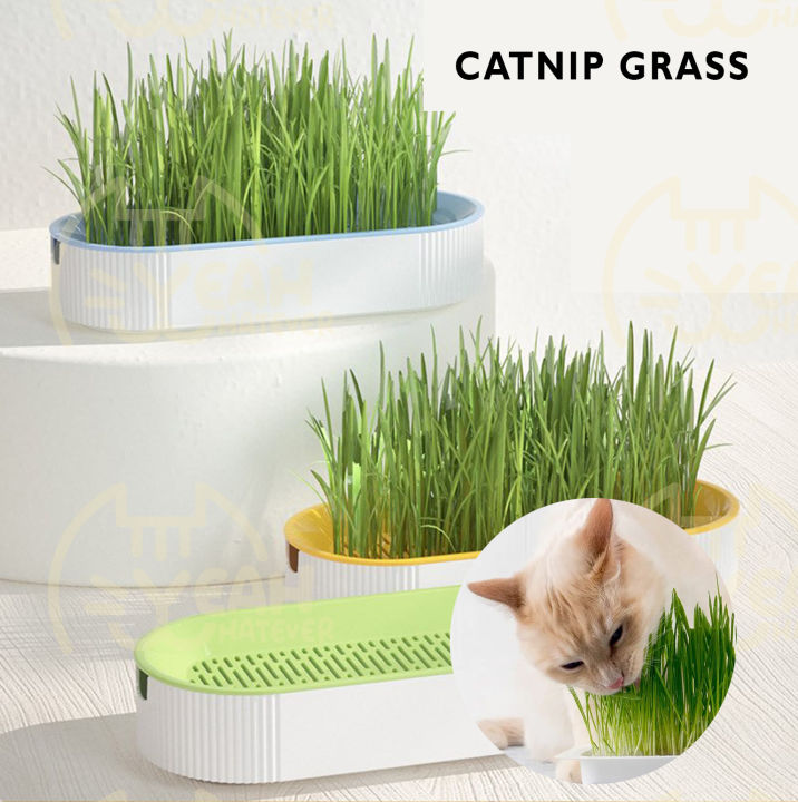 CATNIP GRASS KIT with POT CATGRASS WHEAT/BARLEYGRASS SEEDS Hydroponic ...