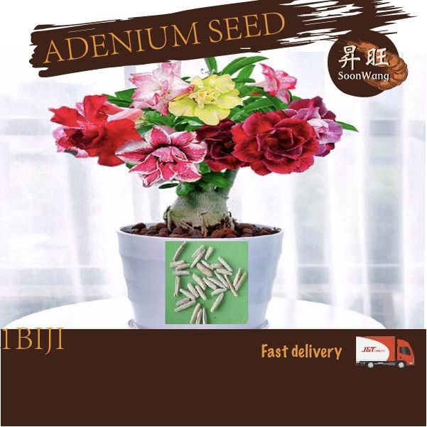 [1 Biji ]（Part2/2）Bunga kemboja benih| fresh seed| Taiwan Desert Rose ...