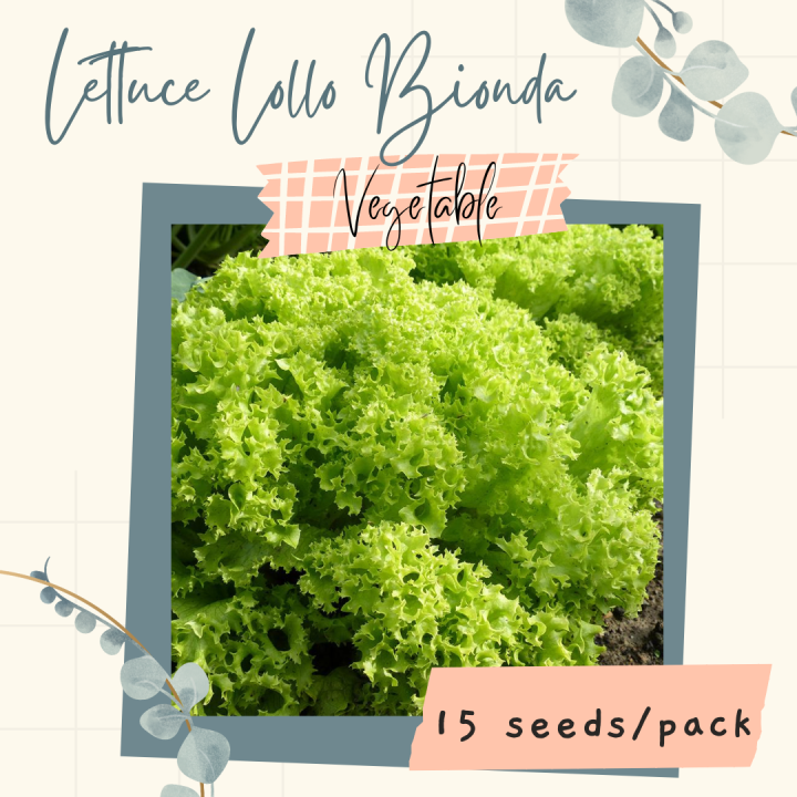 LETTUCE Lollo Bionda for Planting (15 seeds) VEGGIES | Lazada PH