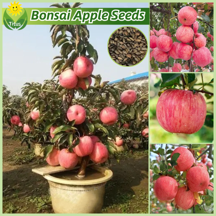 Apple Tree Seeds For Sale