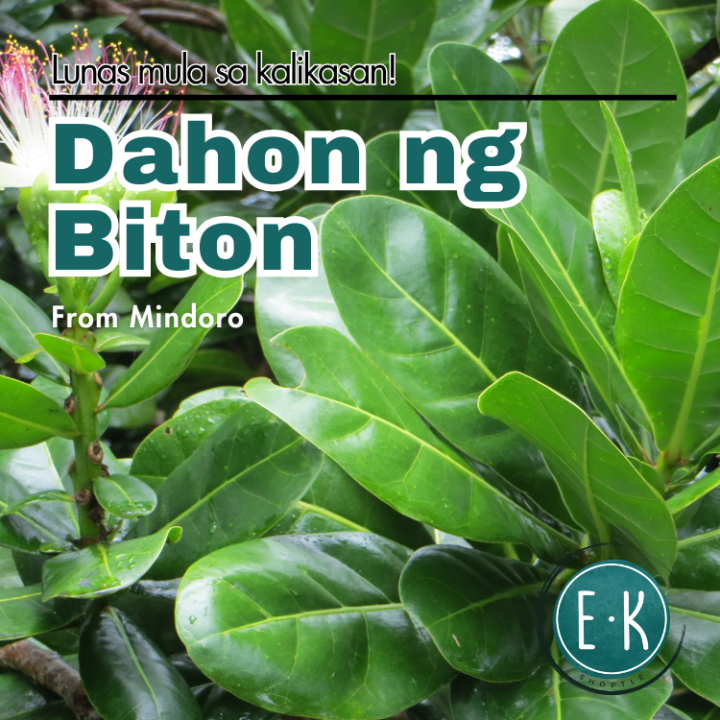 Dahon ng Biton | Botong | Bitoon | Putat Leaves (Box Fruit Tree | Sea ...