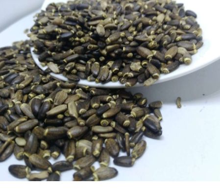 Milk thistle seed Milk thistle Rat sinew Water Flying pheasant suitable ...