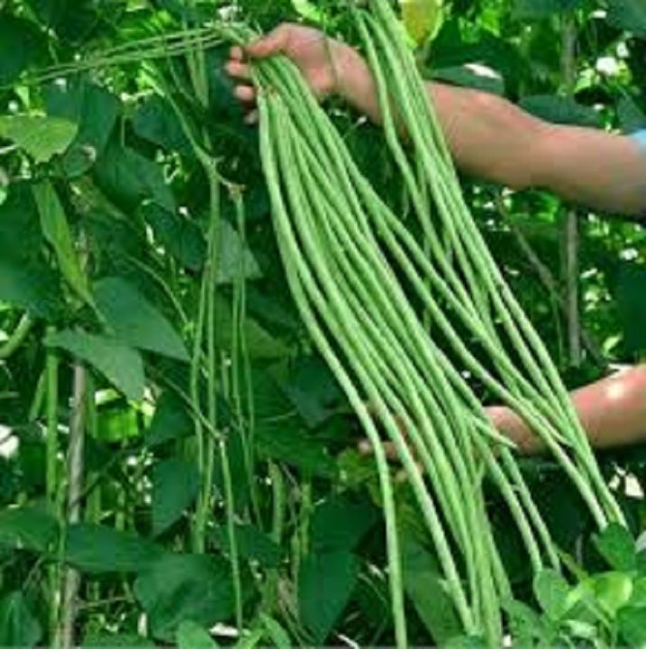 SITAW SEEDS 1 METER LONG (STRING BEANS) | Lazada PH