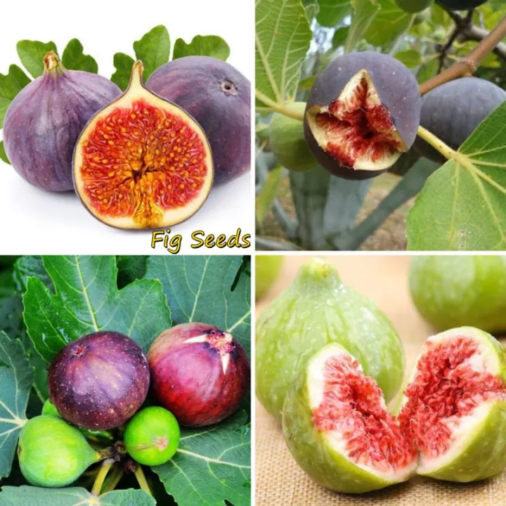 200PCS/PACK Fig Seeds for Planting-Bonsai Fig Tree Seeds Fruit Seeds ...