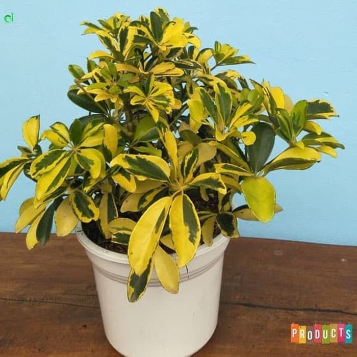 tanaman hias wali songo ukura besar | Lazada Indonesia