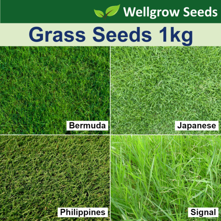 Grass Seeds Assorted - 1kg (Bermuda/Signal) Benih Rumput Wellgrow Seeds ...