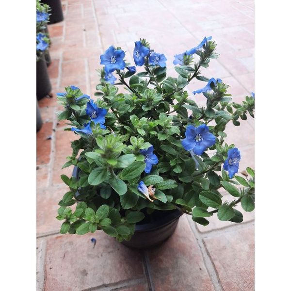 TANAMAN HIAS BABY BLUE EYES Bunga Hias Hidup Asli Blue Eye Bunga Biru ...