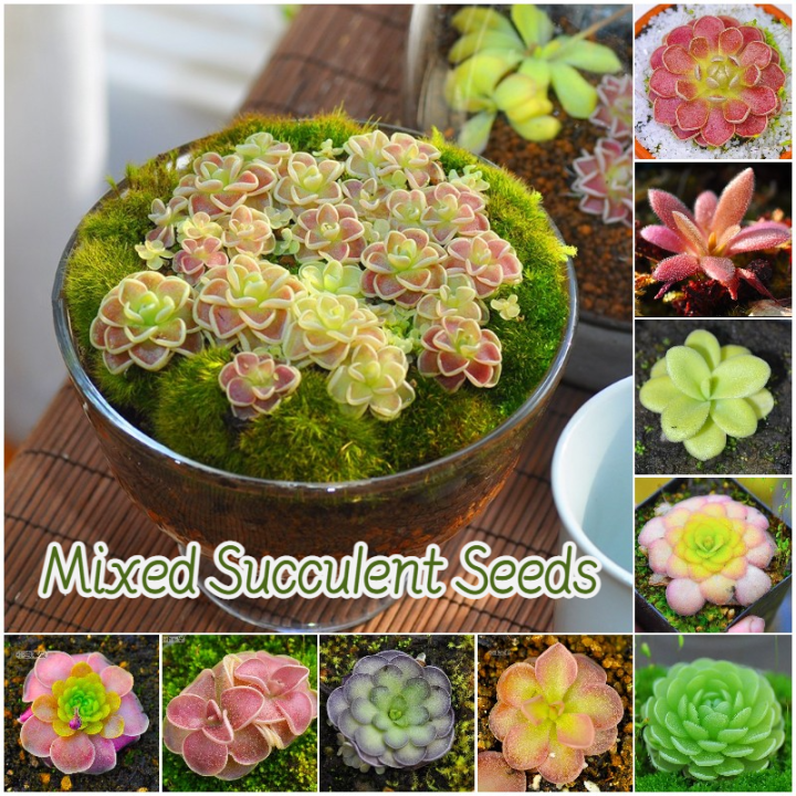 [Fast Germination] 70pcs Succulent Seeds Mix Flower Seeds for Planting ...