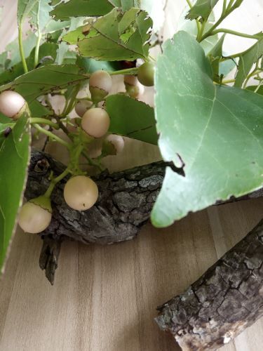 ANONANG [ FRESH LEAVES 250g more or less 200pcs of leaves / DRIED ...