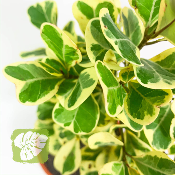 Ficus Triangularis Variegated IOB | Lazada