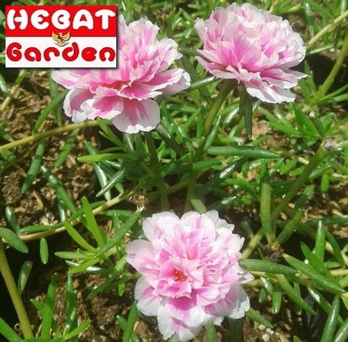 Portulaca - Sutra bombay batik ungu tumpuk | Lazada Indonesia