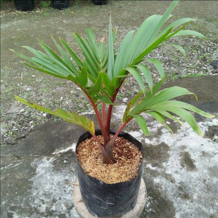 Murah 5 pohon Tanaman hias palm botol Merah / Pohon palem botol ...