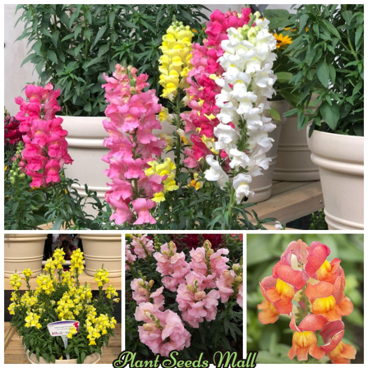 Malaysia Ready Stock 300pcs Mixed Snapdragon Seeds Antirrhinum majus ...