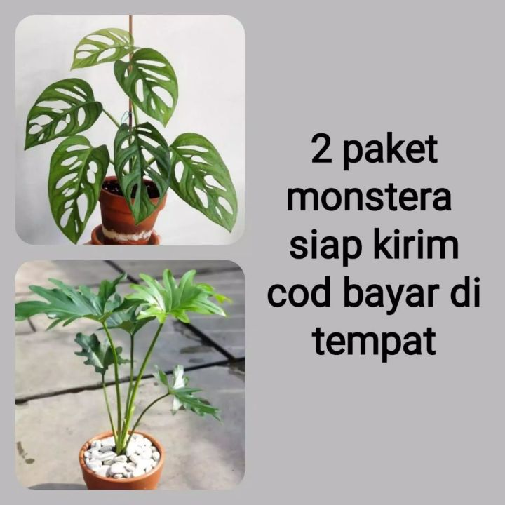 2 paket monstera janda bolong dan philo jari - Tanaman Hidup - Bunga ...
