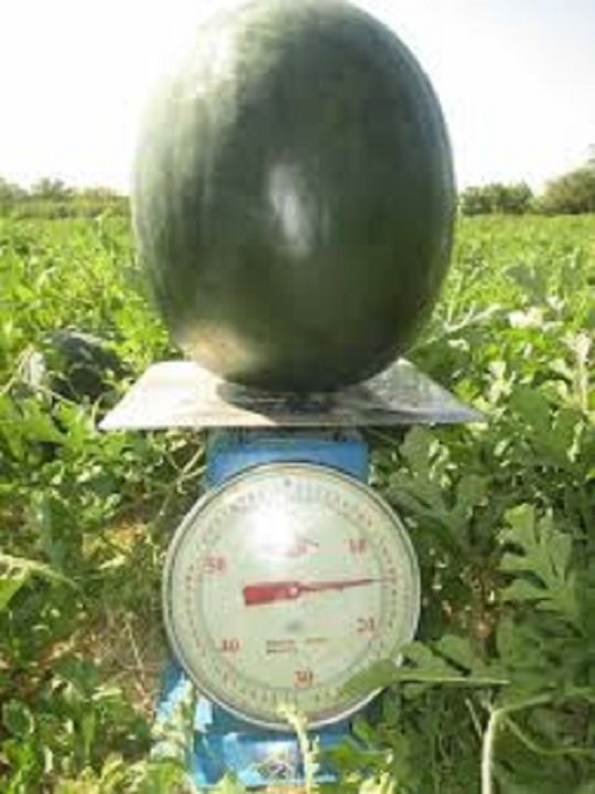 JUMBO WATERMELON SEED`S " BUFFALO " BIG SIZE PAKWAN FRUIT | Lazada PH