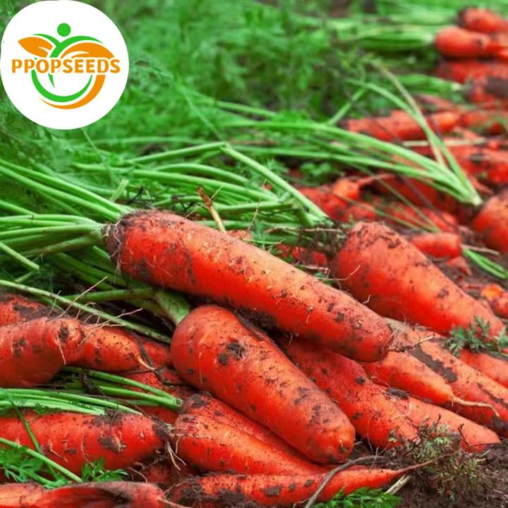 1000seeds/pack KURODA CARROT SEEDS - Carrots Seeds (High Germination ...