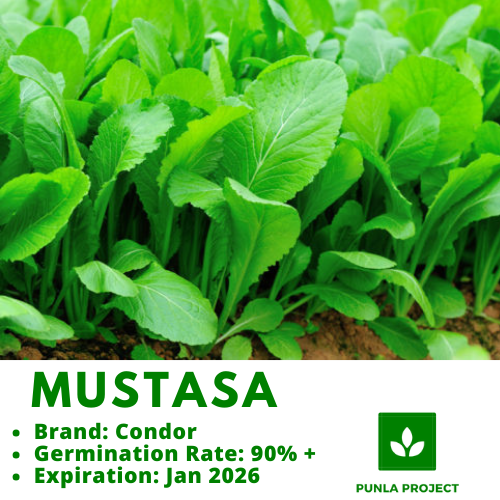 Mustasa seeds leafy vegeteble repacked seeds gardening | Lazada PH