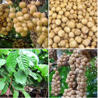 "Anak Pokok Duku Langsat Grafted Hybrid - 5 Feet Tall (2 Years Old ...