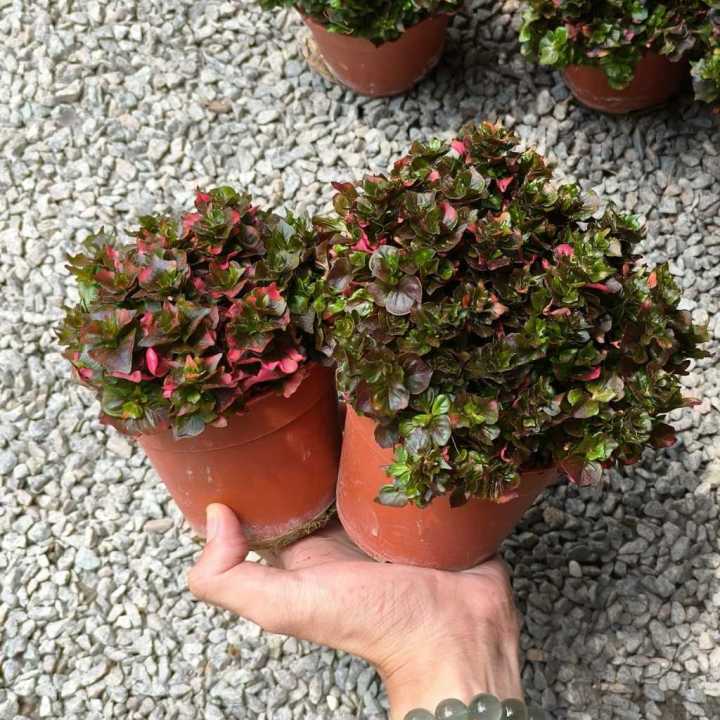 90s Greenovation Live Plant Alternanthera Paranychioides 苋草 七彩叶 | Lazada