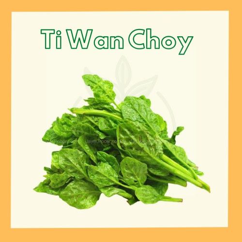 Benih Ti Wan Choy 青帝王菜 | Lazada