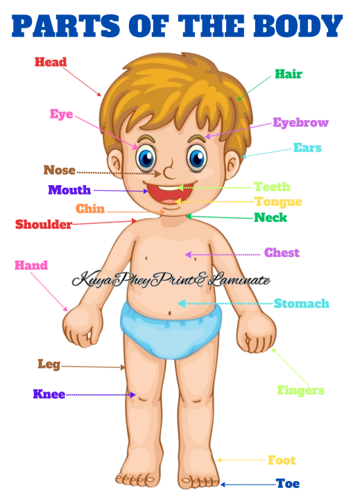 PARTS OF THE BODY BOY OR GIRL EDUCATIONAL LAMINATED CHART FOR CHILDREN ...