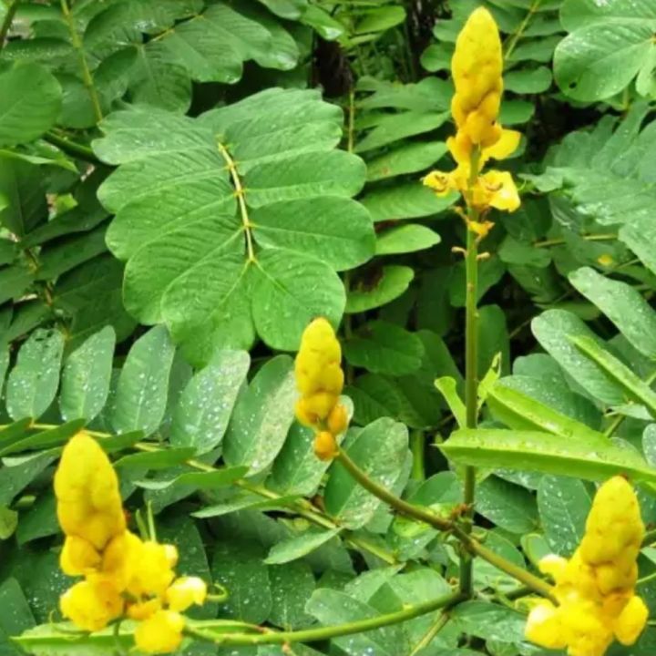 Daun Gelenggang Segar 200g | Lazada