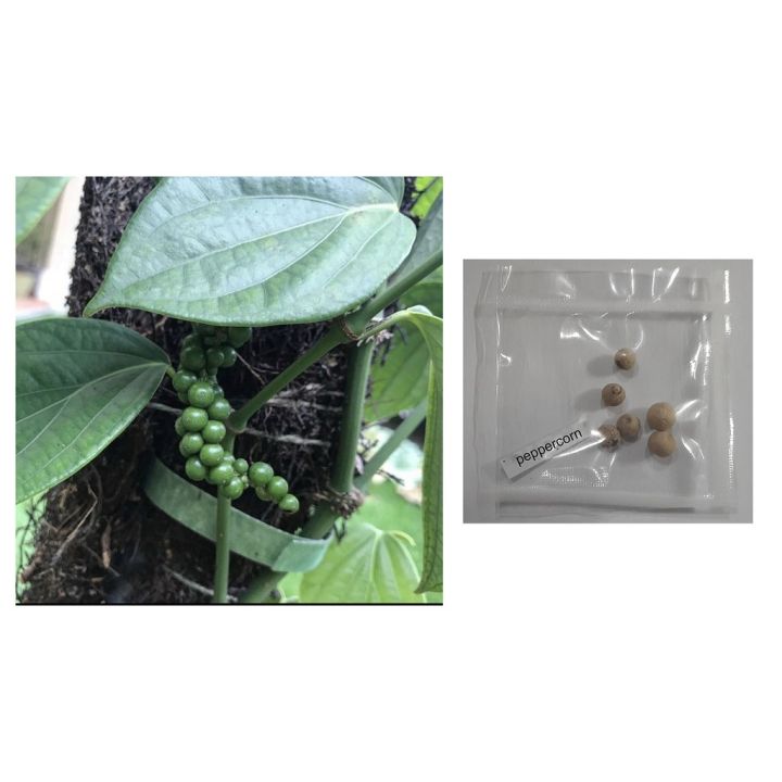peppercorn plant seeds paminta piper nigrum 50 seed | Lazada PH
