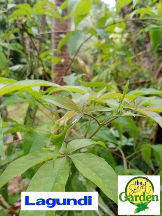 Lagundi Herbal Plant with FREE garden soil (Live plant and Herbal plant ...