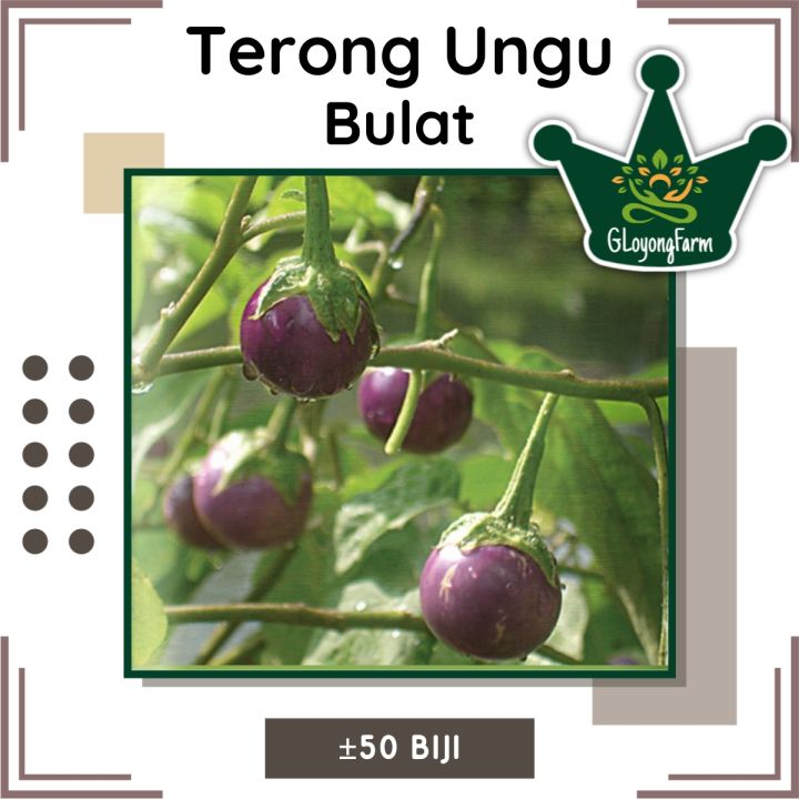 Bibit Sayur Terong Lalap Ungu Bulat Hibrida - Benih Sayuran Gloyong ...
