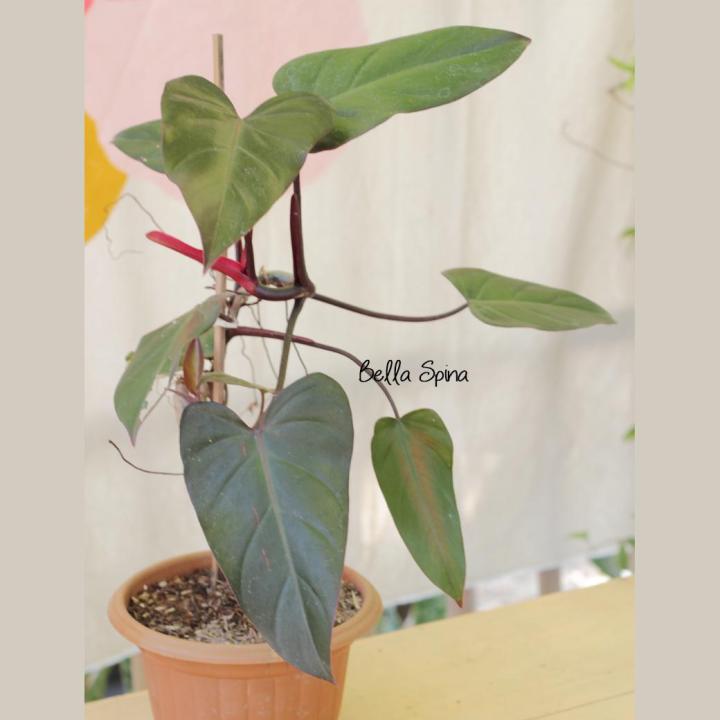 Tanaman Philodendron Black Cardinal TH-36 | Lazada Indonesia