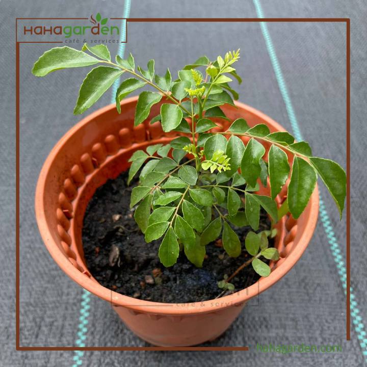 Anak Pokok Daun Kari/ Curry Leaf Plant (LIVE PLANT) | Lazada