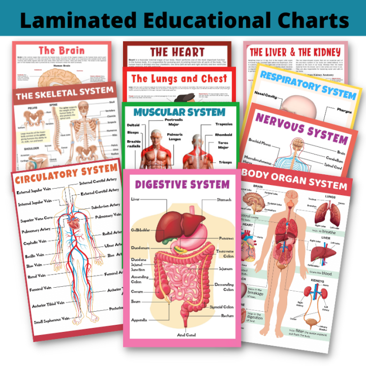 Laminated Human Body Systems, Digestive System, Reproductive System ...