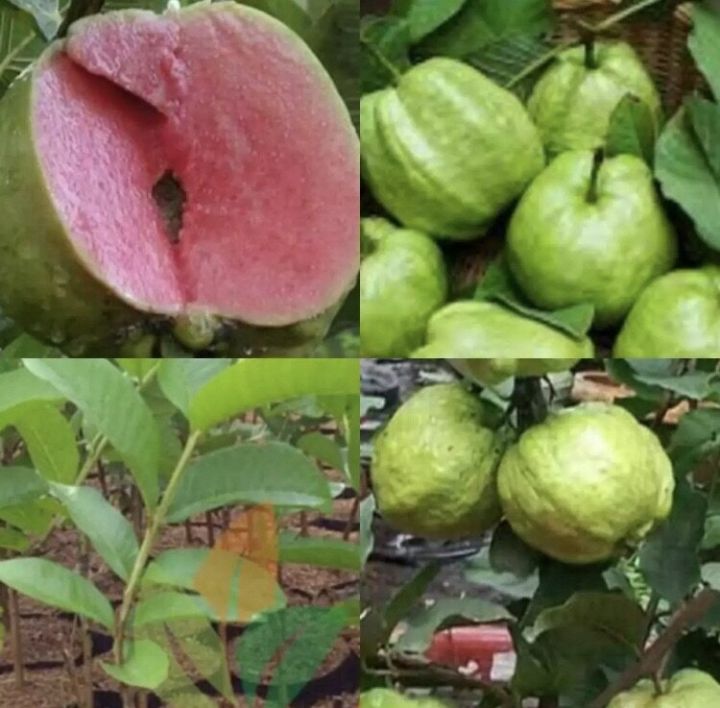Anak Pokok Jambu Batu Isi Merah Hybrid Taiwan 5 kaki tinggi ada buah ...