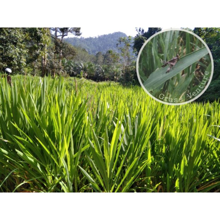 Benih rumput napier dwarf/pandan 1kg 15 ke 20 batang | Lazada