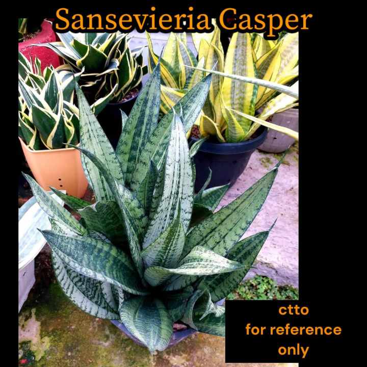 Casper Sanse. | Lazada PH